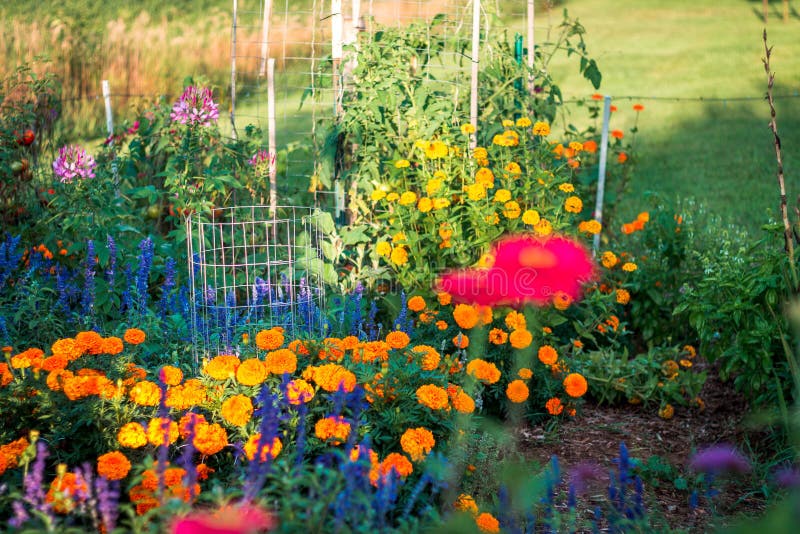 Flower Garden in Full Bloom in Michigan Stock Image - Image of rural ...