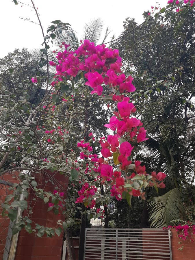 Gate flowers stock photo. Image of garden, daytime, flower - 137825244