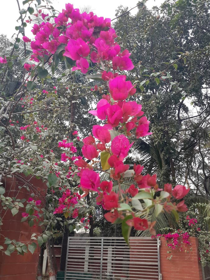 Gate flowers stock image. Image of garden, flowers, daytime - 137825305