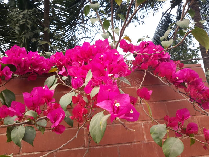 Gate flowers stock image. Image of gate, daytime, flowers - 137825397