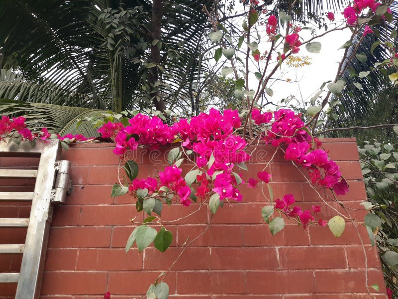 Gate flowers stock photo. Image of daytime, flower, garden - 137825426