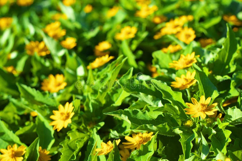 Flower Garden of Gold Medallion Flowers Stock Photo - Image of ...