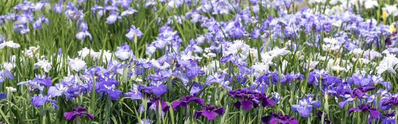 Flower Garden of Iris Clipped To Banner Size Stock Image - Image of ...
