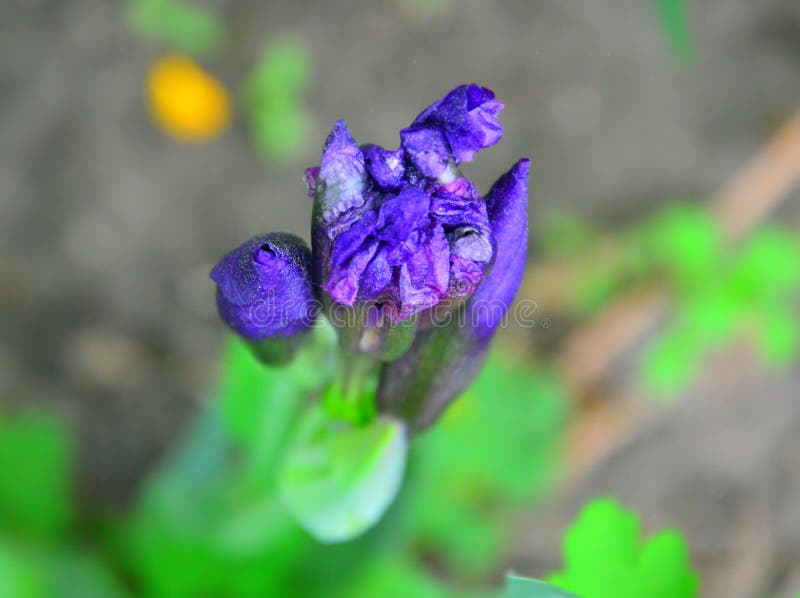 Flower Garden Iris. Lat. Iris. Macro. Top View Stock Image - Image of ...