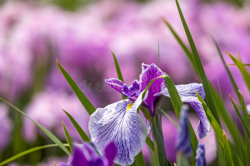 Flower Garden of Iris Taken Outdoors in June Stock Image - Image of ...