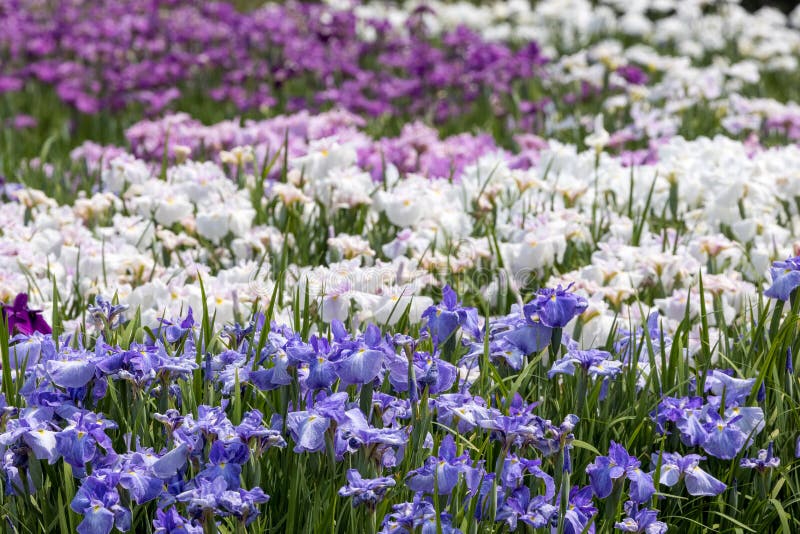 Flower Garden of Iris Taken Outdoors in June Stock Image - Image of ...