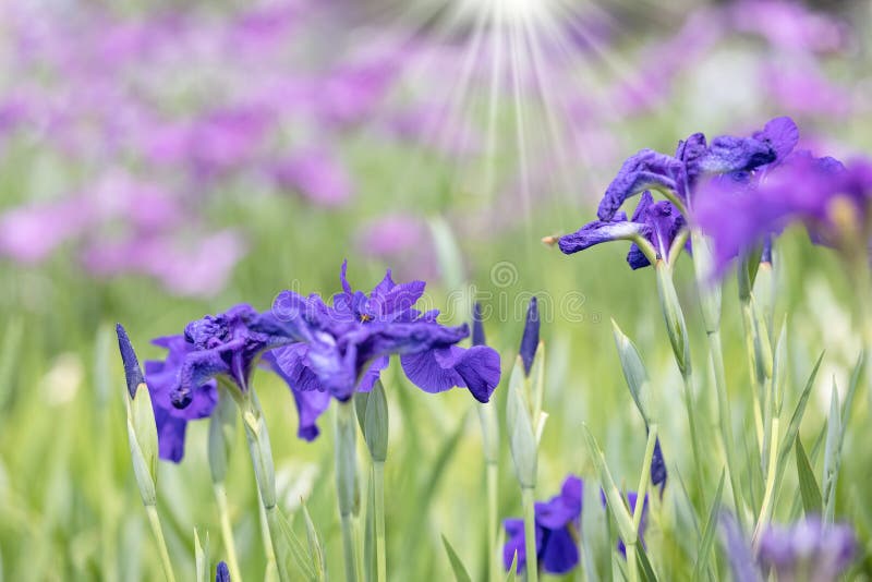 Flower Garden of Iris Taken Outdoors in June Stock Image - Image of ...