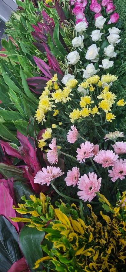 Flower in the Garden | Mini Garden Flower Stock Photo - Image of ...