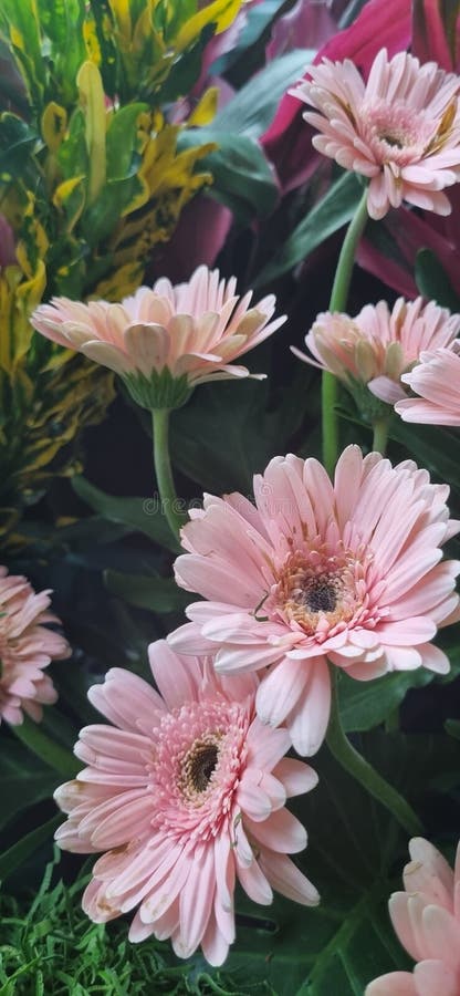 Flower in the Garden | Mini Garden Flower Stock Photo - Image of ...