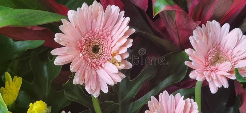 Flower in the Garden | Mini Garden Flower Stock Image - Image of tulip ...