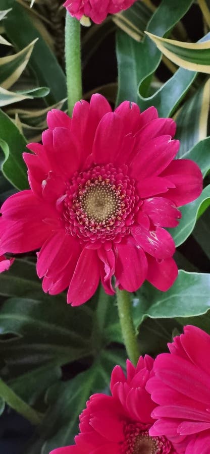 Flower in the Garden | Mini Garden Flower Stock Image - Image of dahlia ...