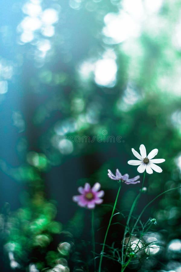 Flower Garden in the Moonlight - Nature and Garden Concept Stock Image ...