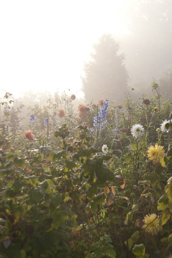 Flower Garden in the Morning Stock Image - Image of garden, flowers ...