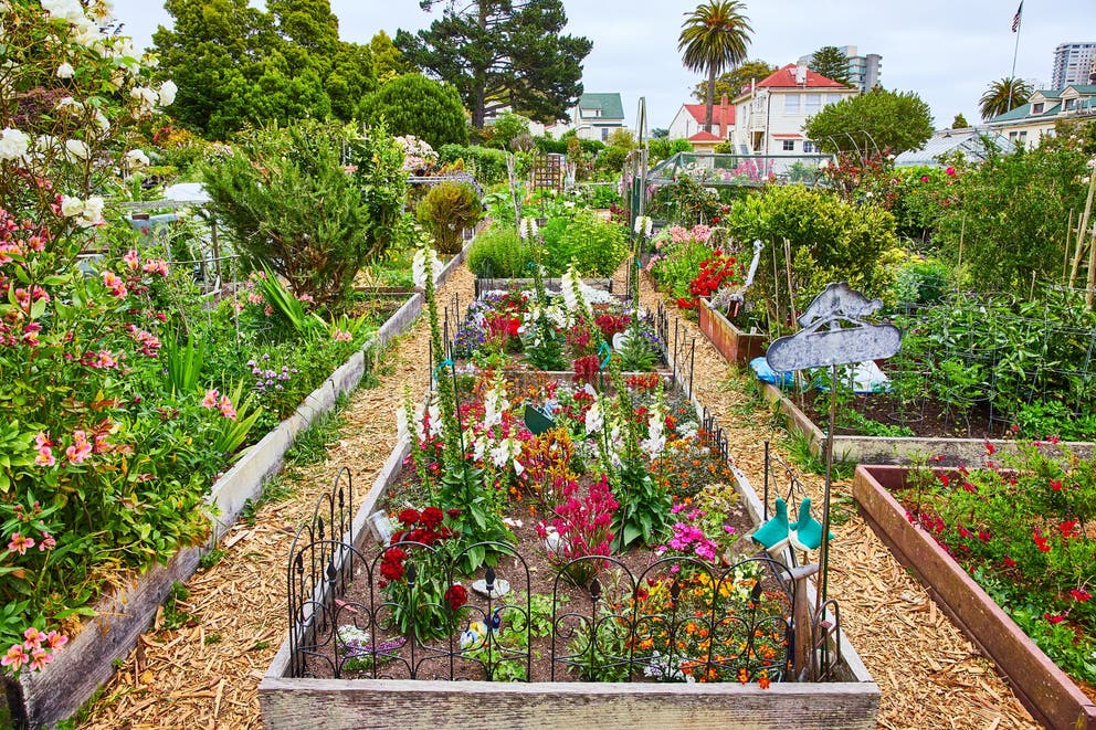 Flower Garden with Multiple Colorful Flowers and Succulents in Plot ...