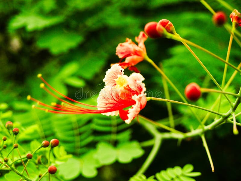 Flower stock image. Image of life, noon, focus, pollen - 81262695