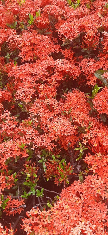 Flower garden real stock image. Image of garden, roses - 178002797