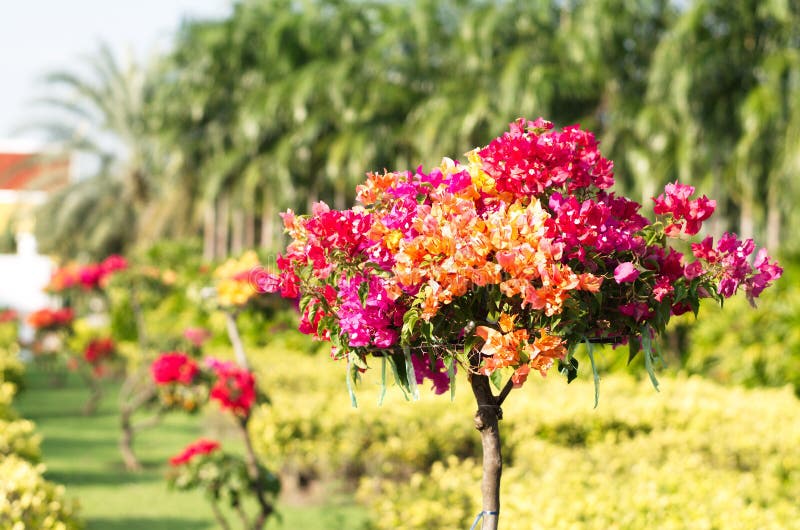 Flower. stock image. Image of green, petal, cute, fresh - 79085329