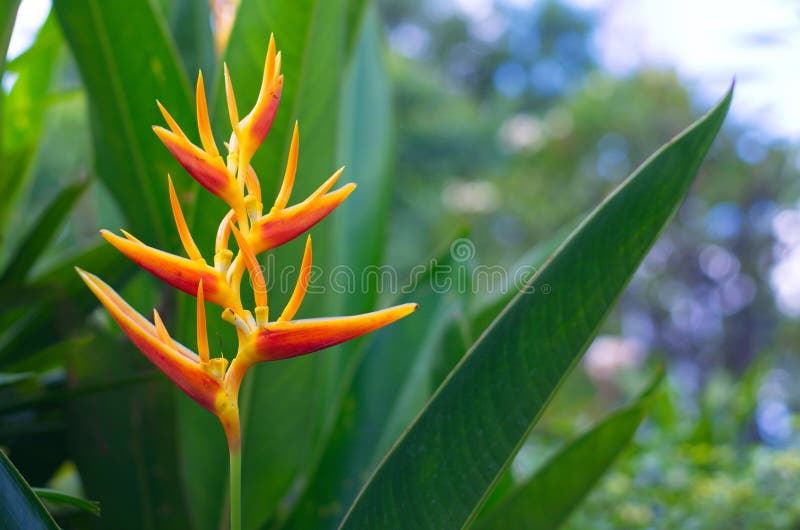 Flower. stock photo. Image of closeup, nature, spring - 80469390