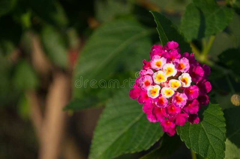 Flower. stock photo. Image of fresh, flower, spring, nature - 81097344