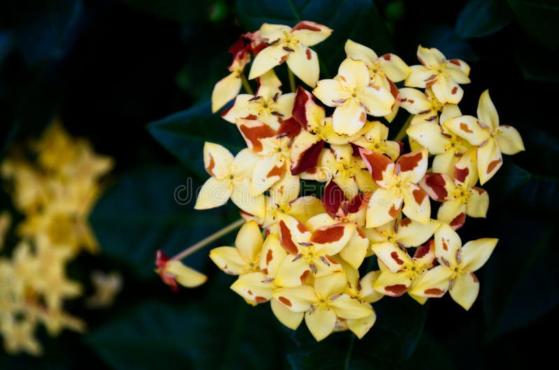 Flower. stock image. Image of nature, garden, spring - 81105087