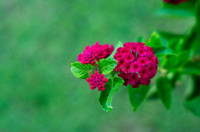 Flower. stock photo. Image of green, natural, closeup - 81106202