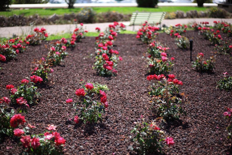 Colorful Rows Of Flower Garden Stock Photo - Image of bloom, field ...