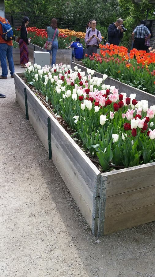 Flower garden in Toronto editorial photography. Image of garden - 55174317