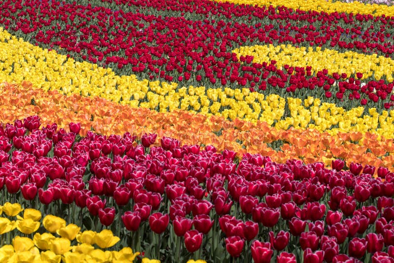 Flower Garden of Tulips in Japan Stock Image - Image of spring, park ...
