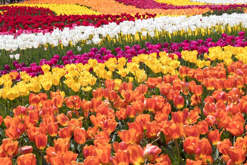 Flower Garden of Tulips in Japan Stock Photo - Image of colorful ...