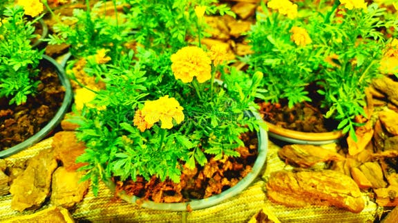 Flower in the Garden View at Its Best View Stock Image - Image of ...