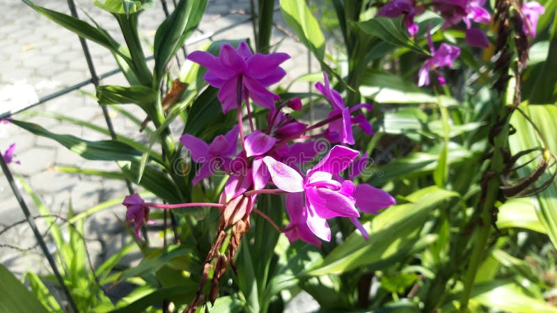 Flower in the Garden Wild Growth Stock Photo - Image of orchid, produce ...