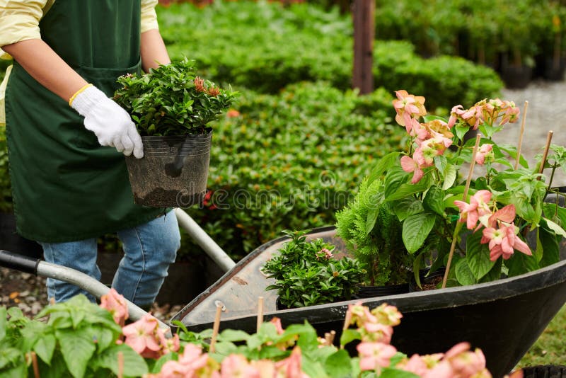 Flower Garden Worker Loading Wheelbarrow Stock Image - Image of ...