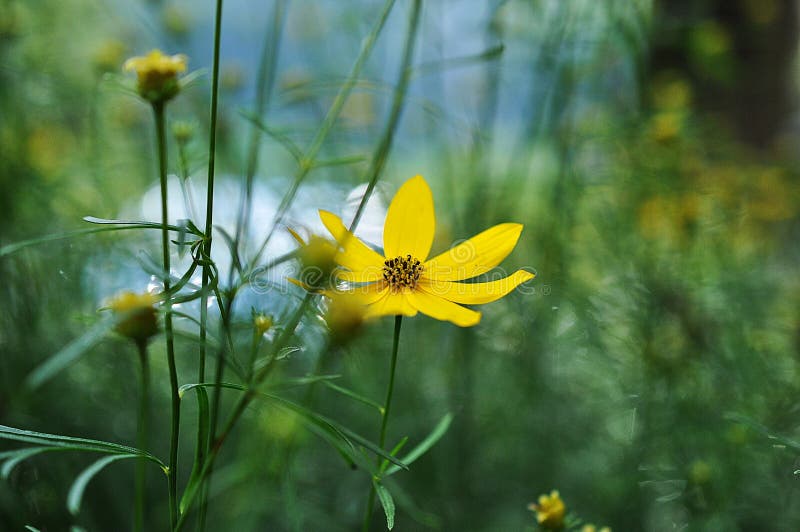 Pretty Yellow Flower Background Stock Photo - Image of sunlight, insect ...