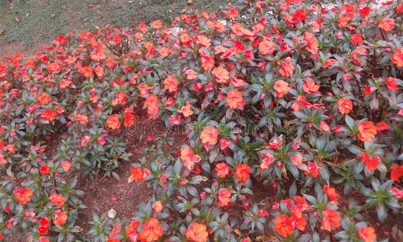 Garding stock image. Image of haggala, garding, small - 106705351