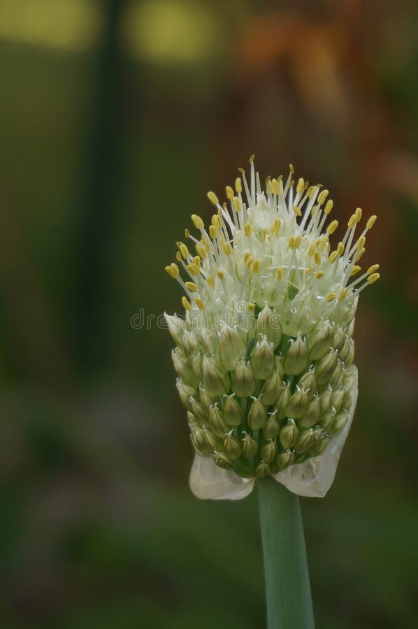 Flower of garlic stock image. Image of globular, freshness - 49490537