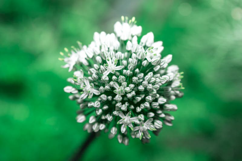 Flower of garlic stock image. Image of freshness, nature - 225438453