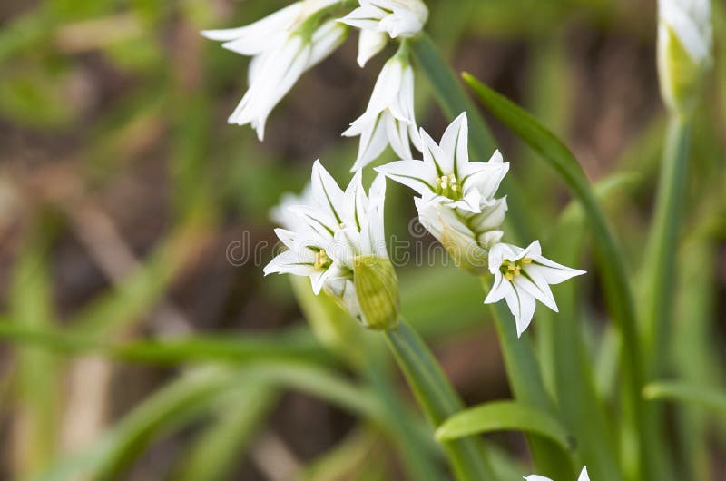 Flower of garlic stock image. Image of globular, freshness - 49490537