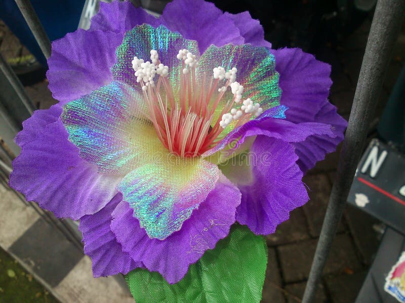 Flower stock image. Image of colour, purple, gate, flower - 67508527