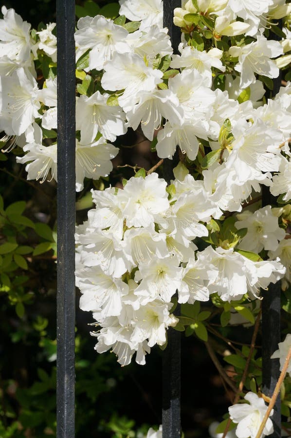 Flower gate stock photo. Image of flowers, bloom, home - 52857008