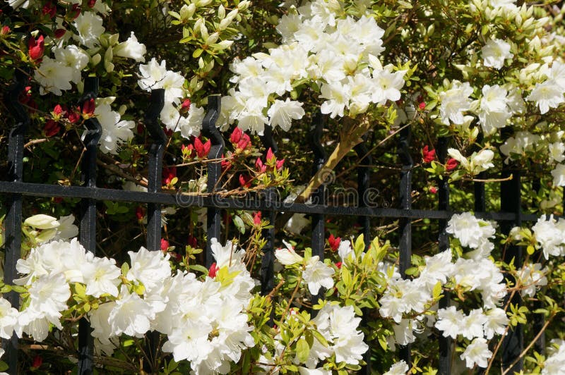 Flower gate stock photo. Image of brings, white, grass - 52857010