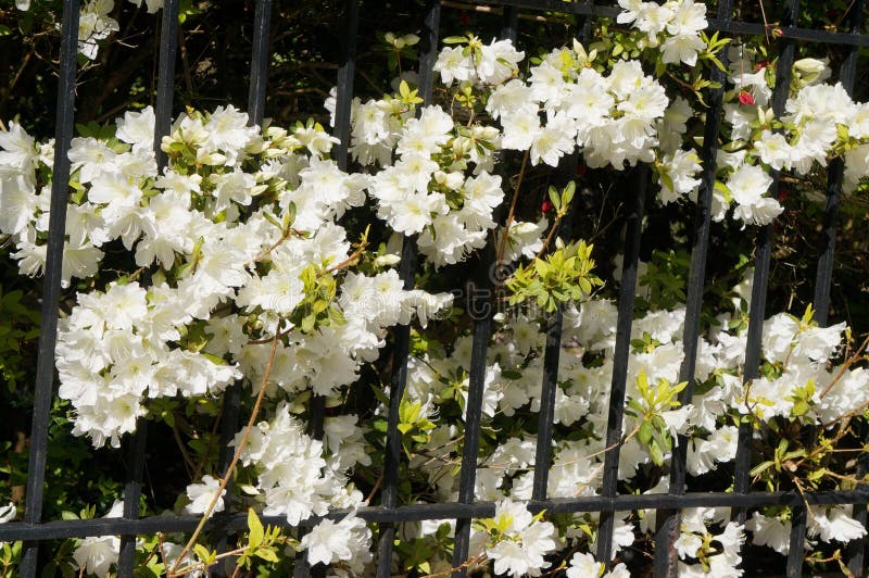 Flower gate stock photo. Image of small, garden, white - 52857012