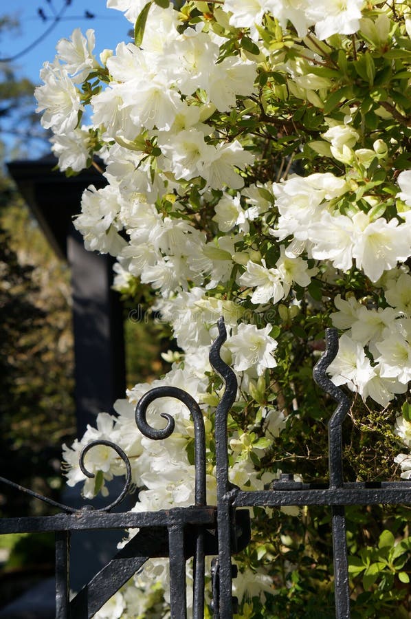 Flower gate stock photo. Image of brings, white, spring - 52857252