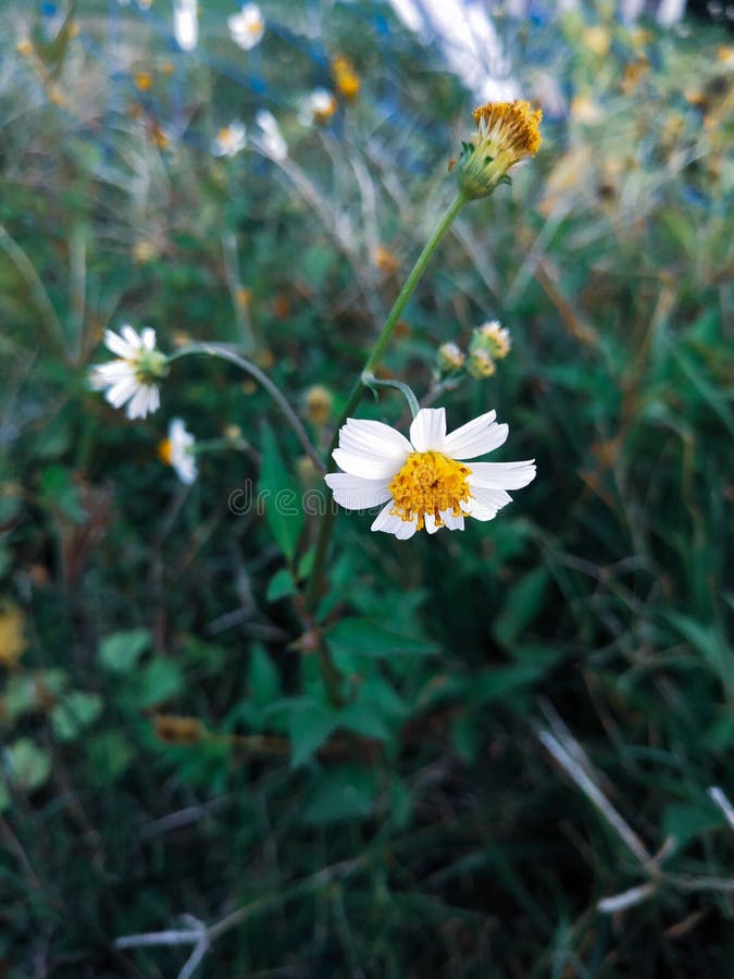Flower Gathering in a Garden Behind the House Stock Image - Image of ...