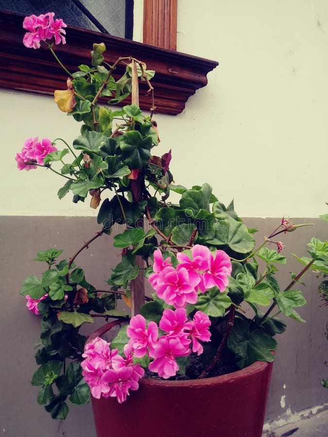 Flower stock image. Image of geranium, fuchsia, nature - 123410871