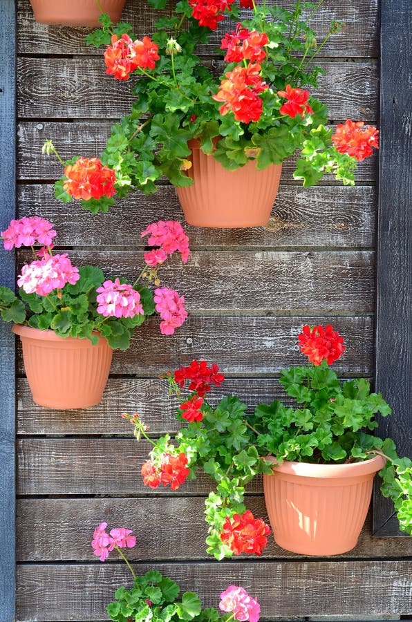 Flower geranium stock photo. Image of culture, geranium - 71778730