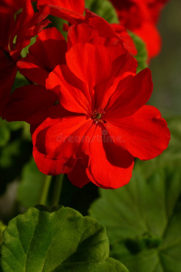 Flower geranium red stock photo. Image of leaf, beautiful - 52464028