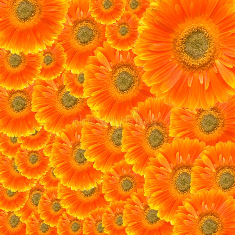 Flower Gerbera stock image. Image of season, petal, perfection - 11596453