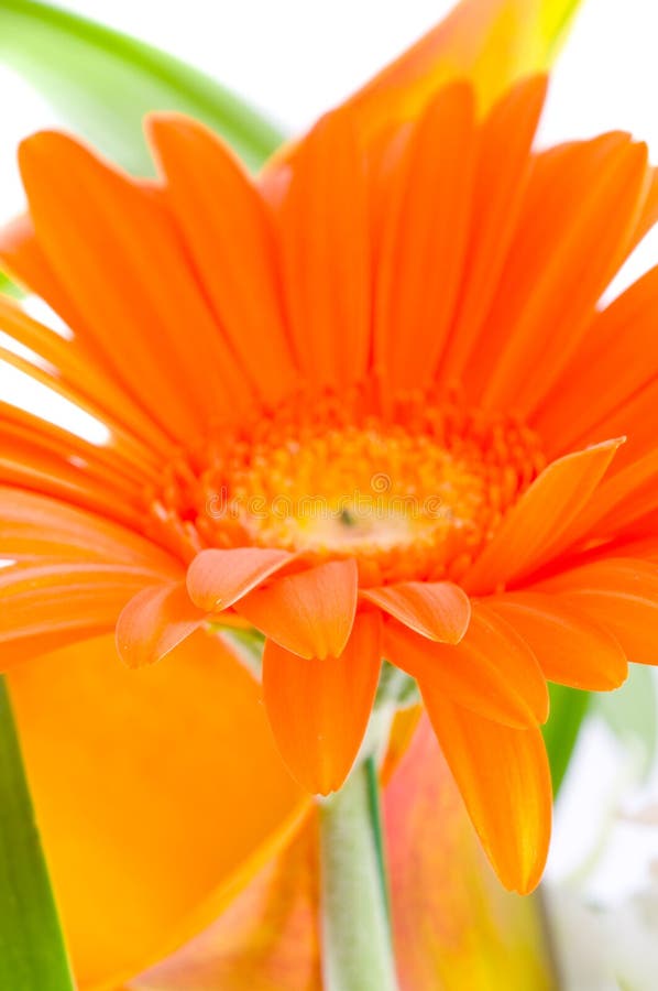 Cactus flower stock image. Image of beauty, thorn, herb - 14662865