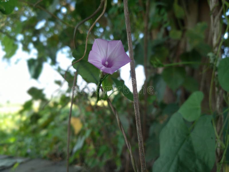 It is the Flower of Giloy& X27;s Vine, Whose Medicine is Made. Stock ...