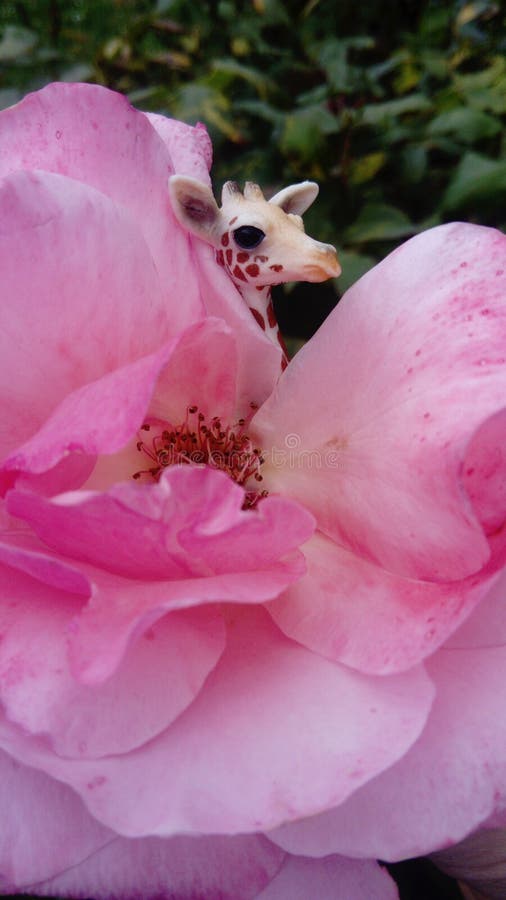 Flowergiraffe Stock Photos - Free & Royalty-Free Stock Photos from ...